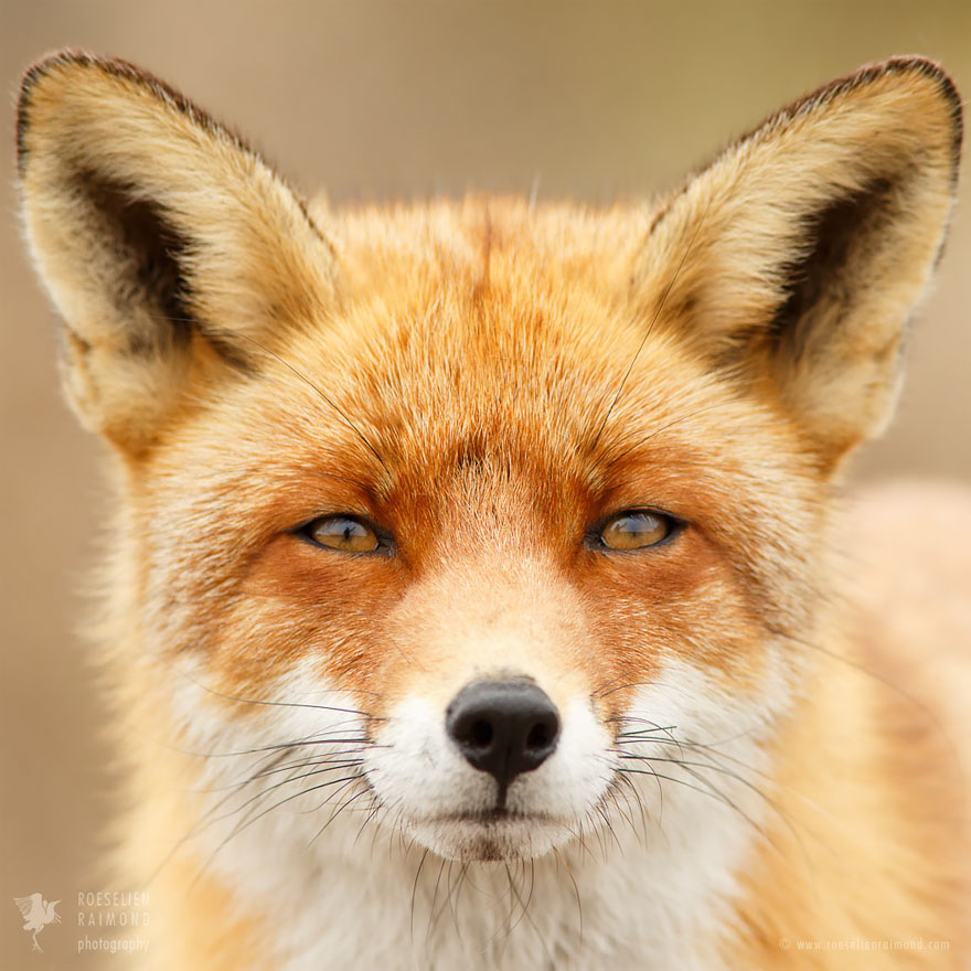 The Online Association of Photographers: Portraits of Foxes and Their ...