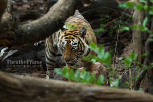 Photographer Shoots Phoenix Wings by Light Painting with Fire