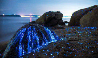 Shooting Sea Fireflies Lighting Up the Rocks On a Japanese Beach ...