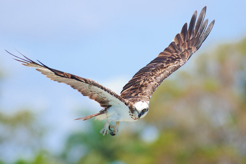 Wildlife Photography, The Pokemon GO of the Real World | PetaPixel