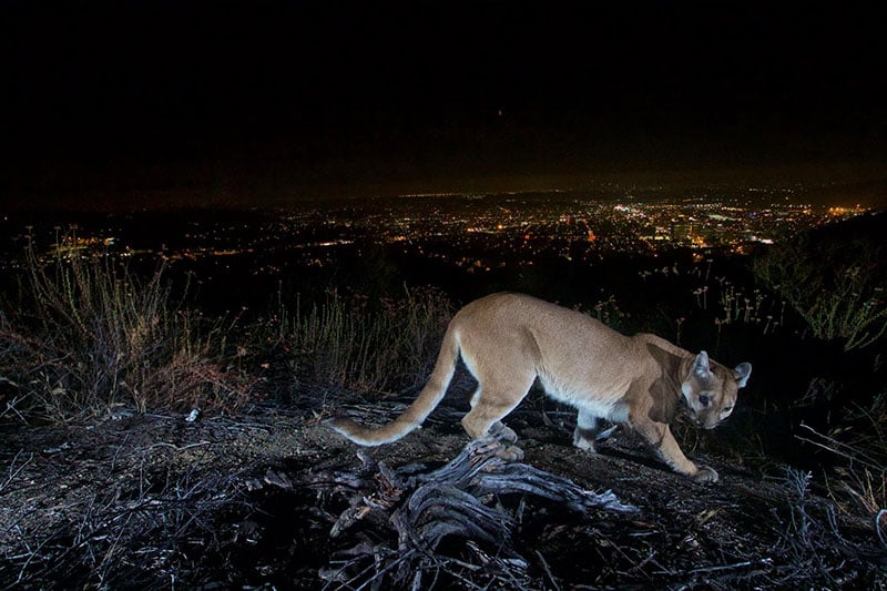 Trail Camera in L.A. Captures Mountain Lion Above City Lights | PetaPixel