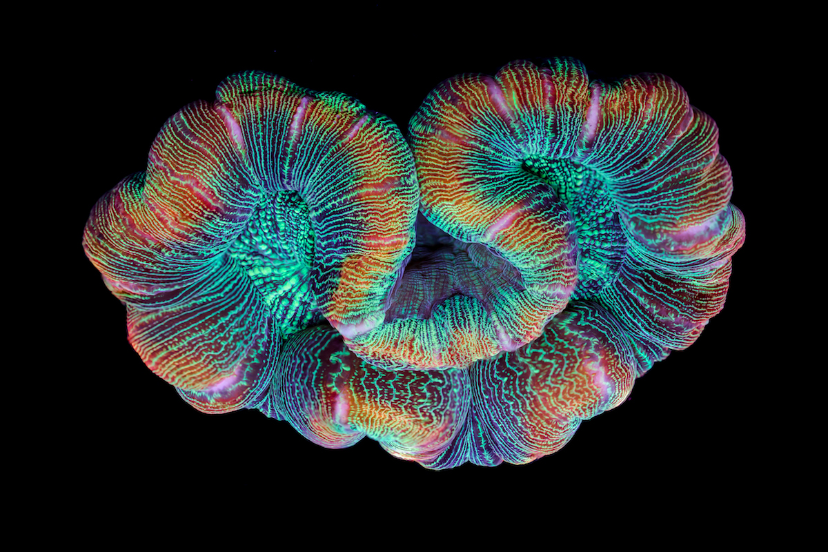 Macro Timelapse Captures Incredibly Colorful Coral Species Moving ...