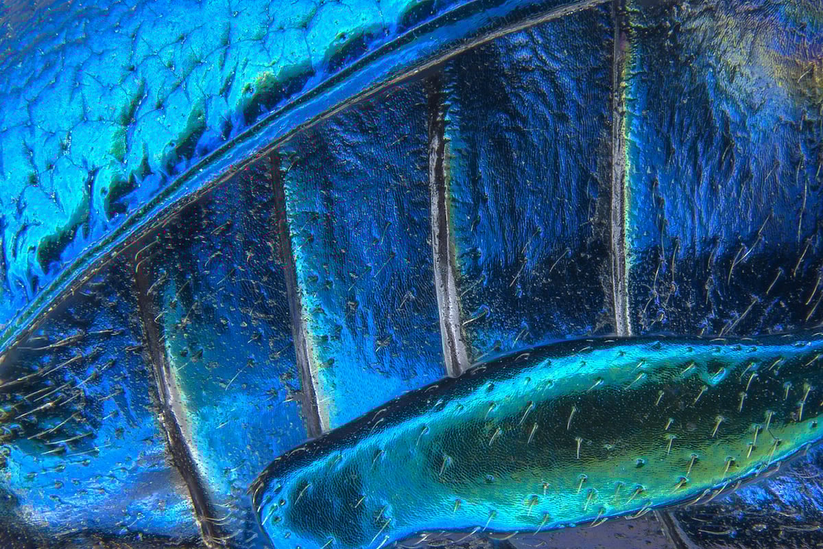 20 of the Most Beautiful Microscopic Photos in the World | PetaPixel