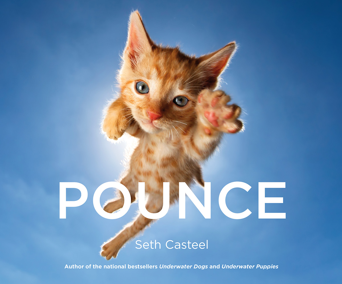Playful Portraits of Kittens Mid-Pounce | PetaPixel