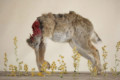 Photographer Turns Roadkill into Art as a Homage to Death | PetaPixel