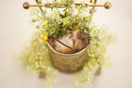 Photographer Turns Roadkill into Art as a Homage to Death | PetaPixel