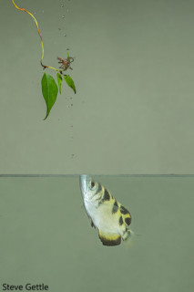 Photographing a Archerfish Hunting with an Indoors Setup | PetaPixel