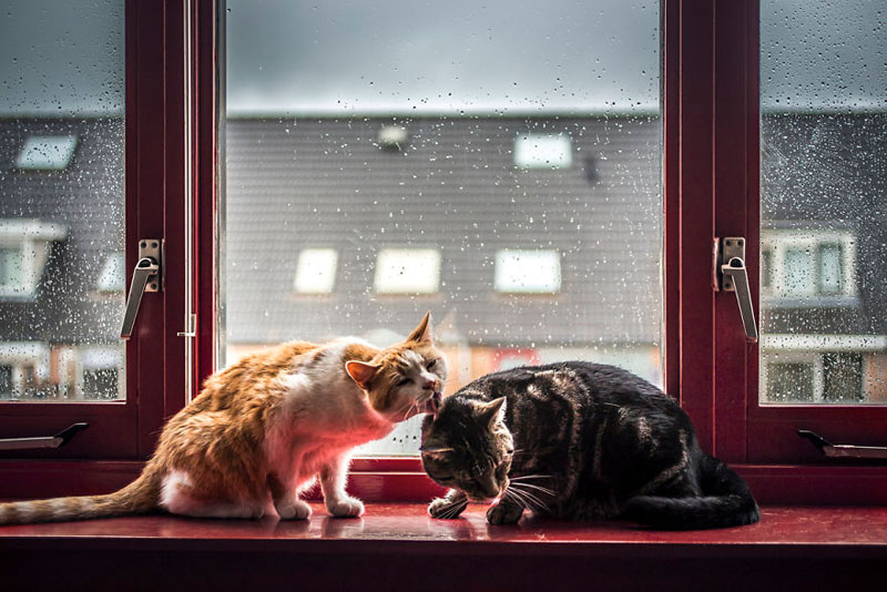 I Photograph My Cats In Front of the Window Whenever It Rains | PetaPixel