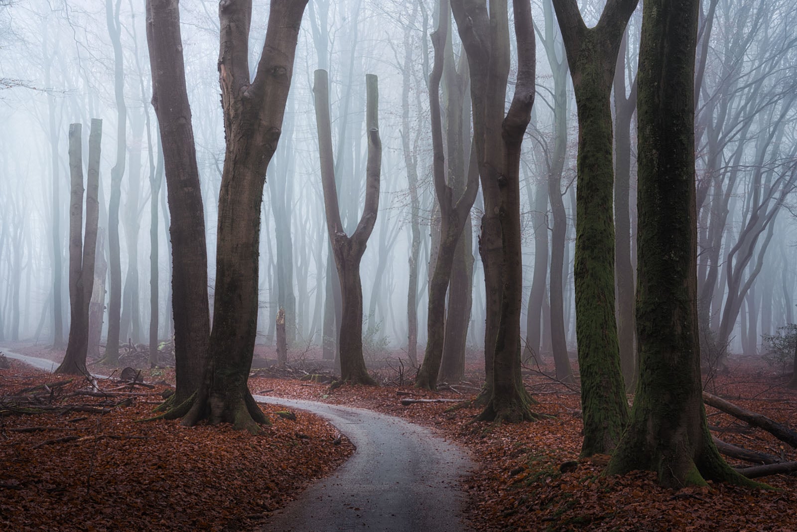 Forest Wonderlands: Photos of Woods in the Netherlands | PetaPixel