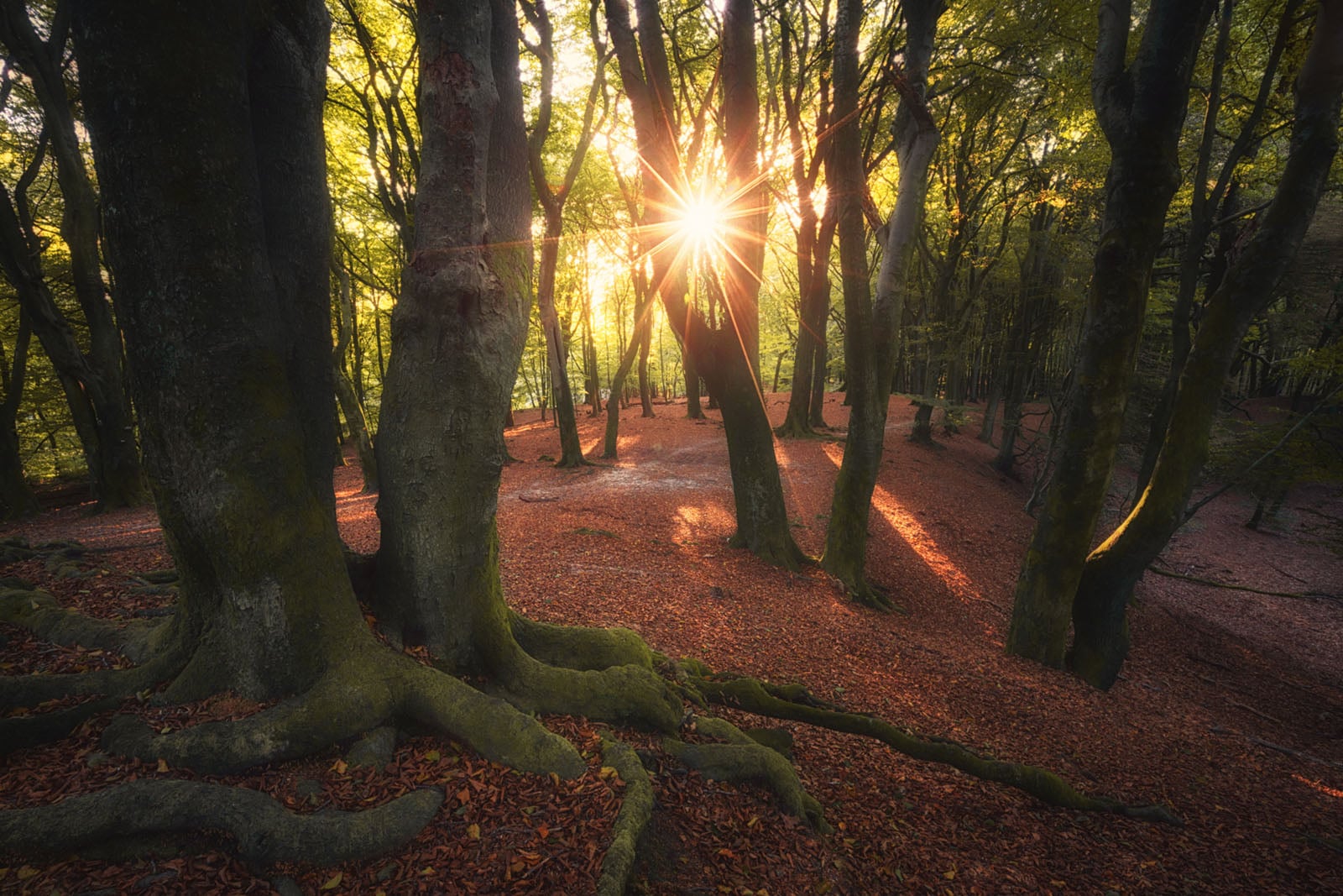 Forest Wonderlands: Photos of Woods in the Netherlands | PetaPixel