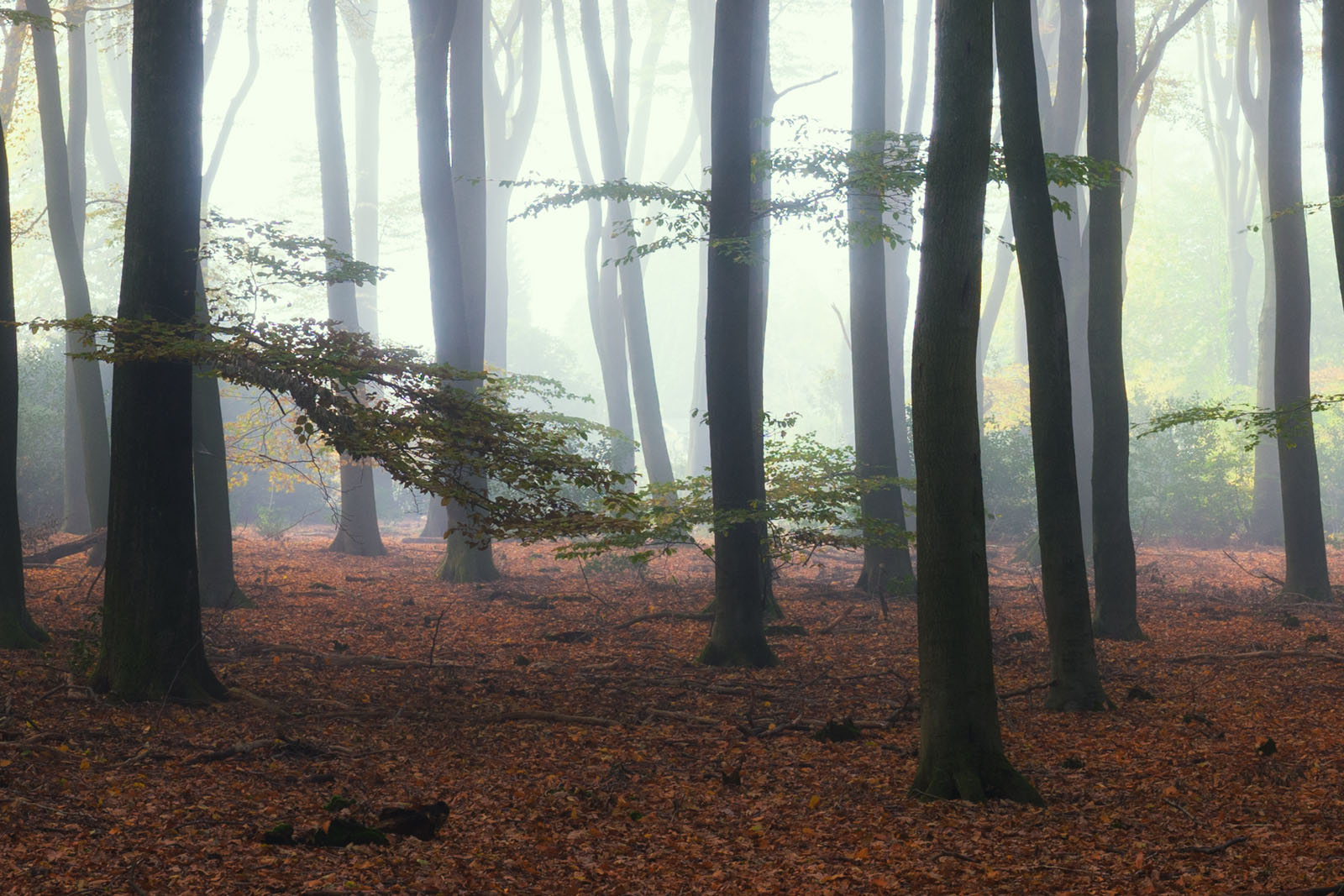 Forest Wonderlands: Photos of Woods in the Netherlands | PetaPixel