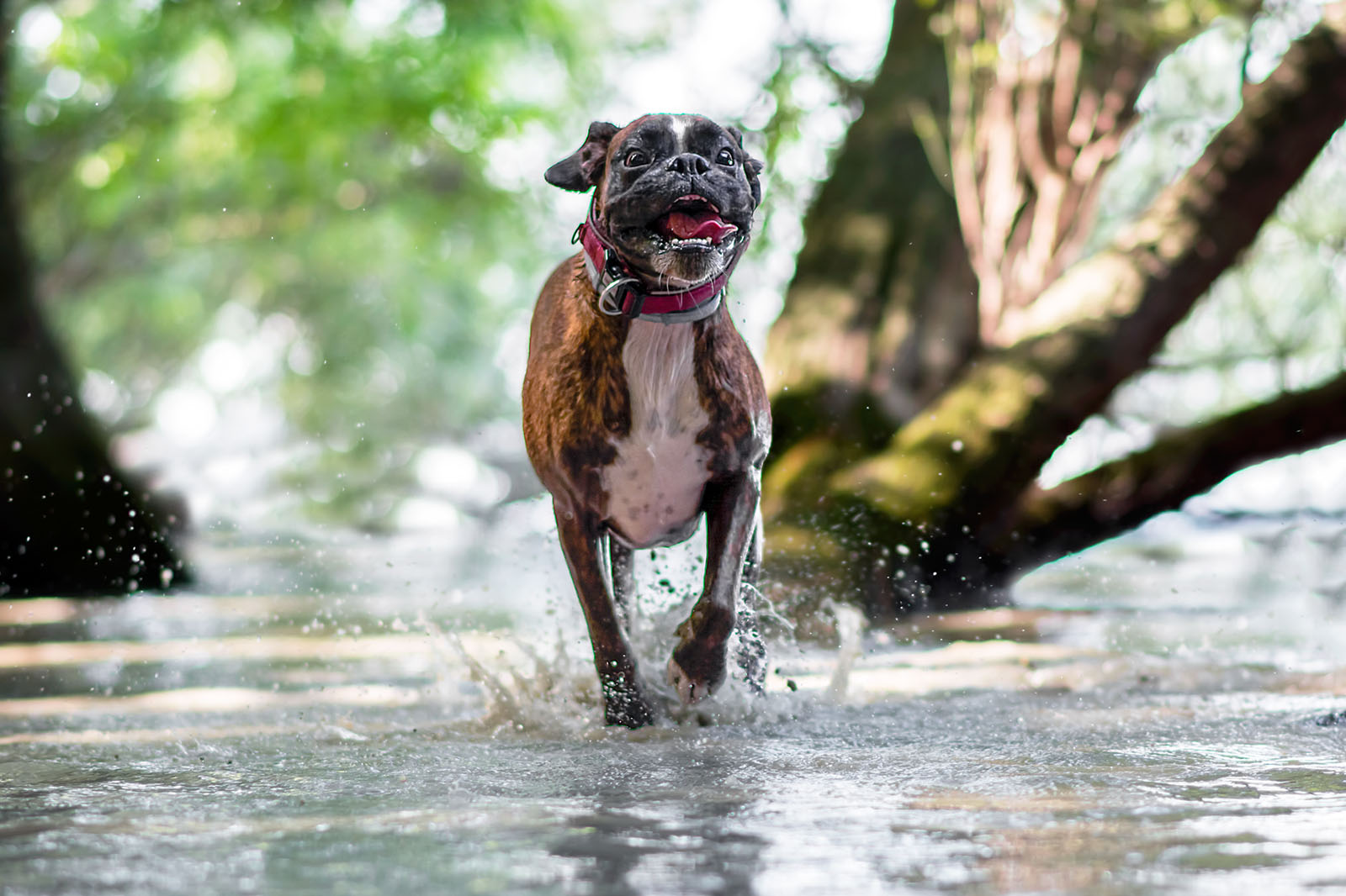 Photographer Captures Wacky Facial Expressions on His Dog | PetaPixel