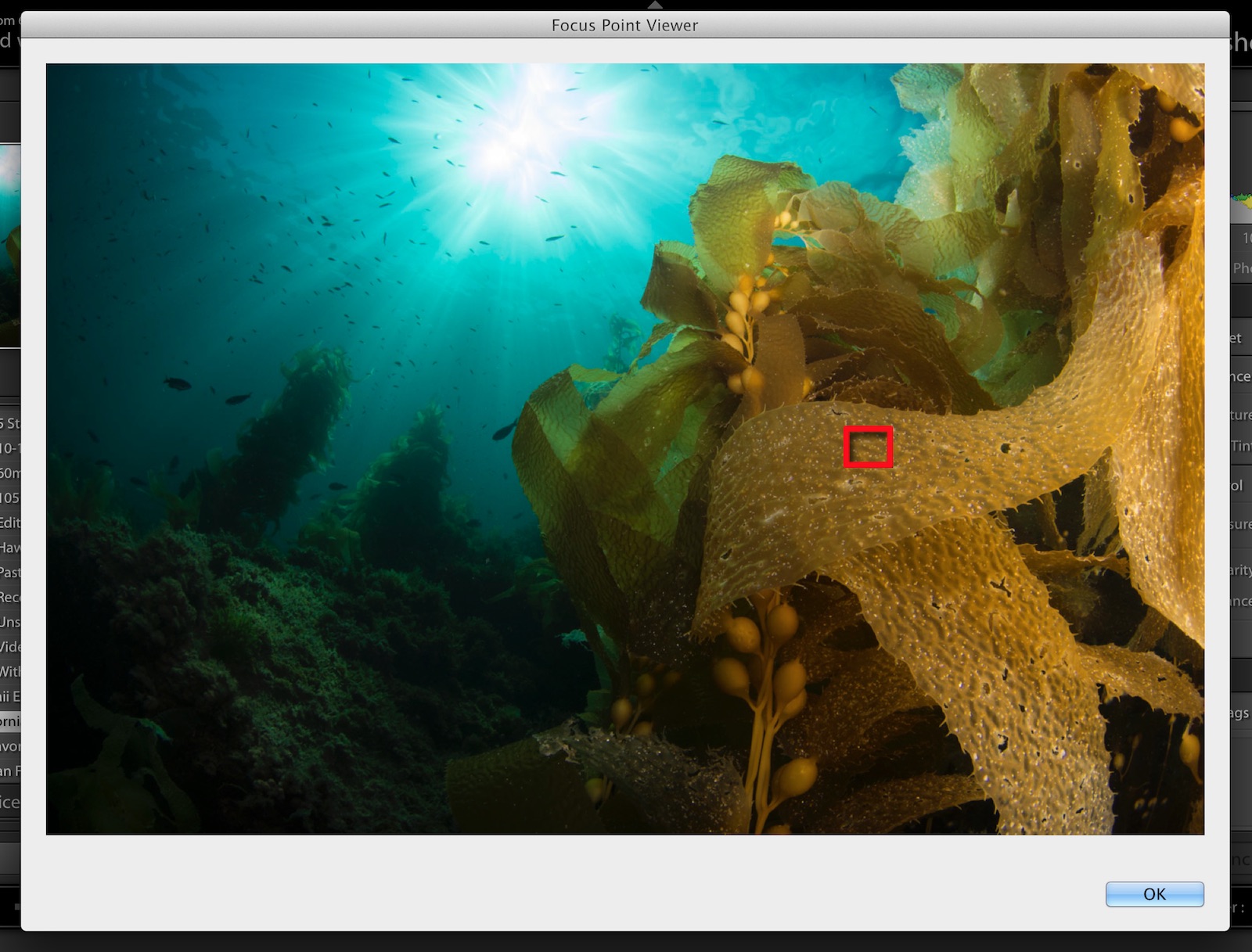 This Free Lightroom Plugin Reveals the Active Focus Point in Your ...