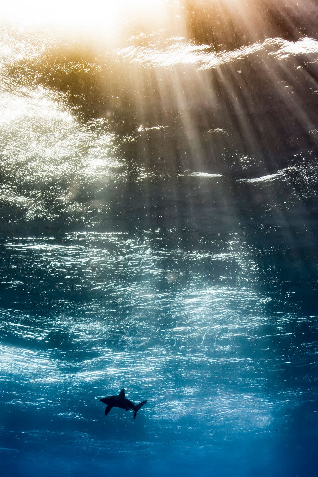 The Winning Photos of Underwater Photographer of the Year 2017 | PetaPixel