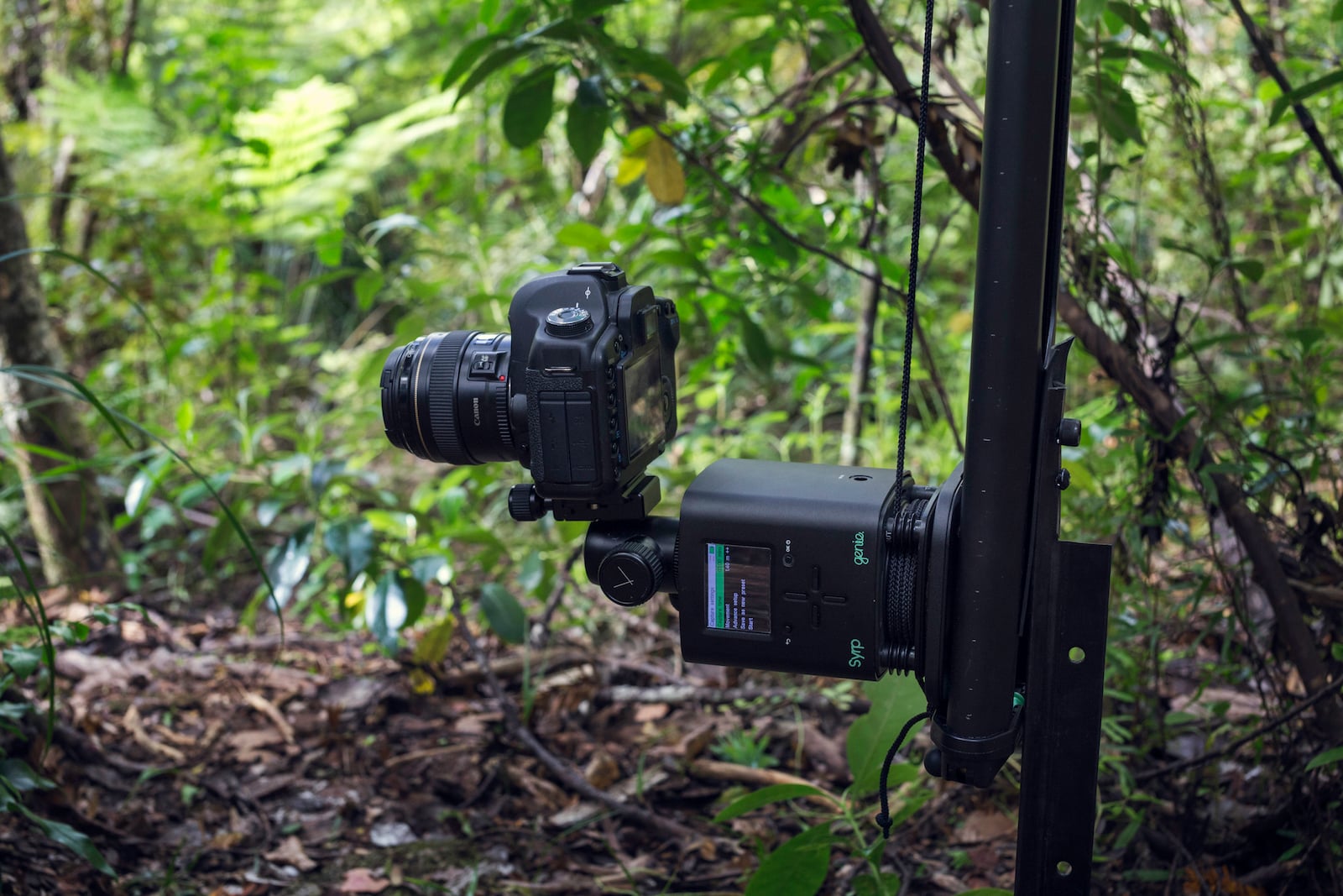 Using Cameras and Algorithms to Turn a Tree's 'Tears' Into Music ...