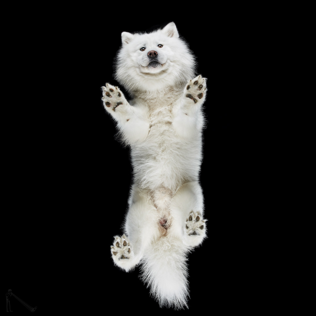Photos of Dogs from Directly Below | PetaPixel