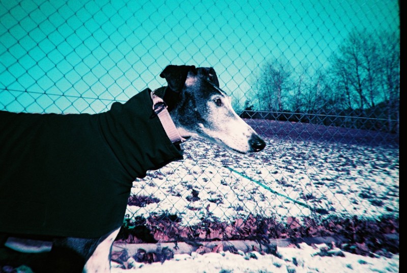 Lomography Revives the Disposable Film Camera with 'Simple Use' Cam ...