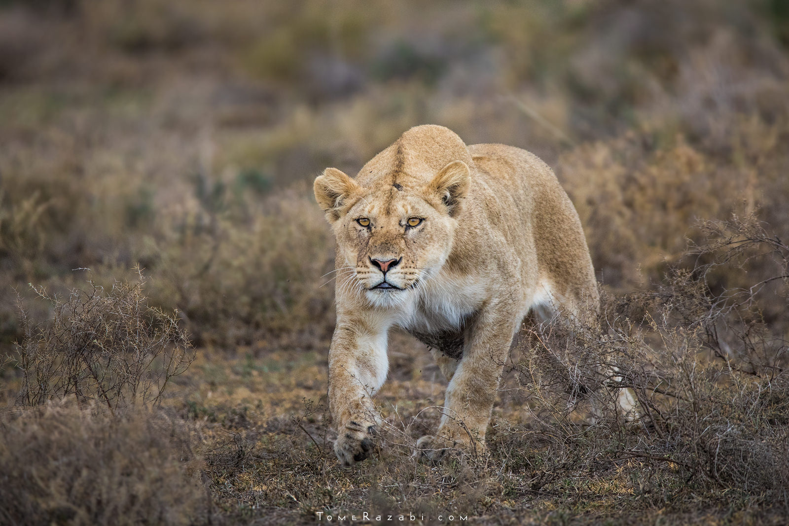 Photographing the 'Great Migration' in Tanzania | PetaPixel