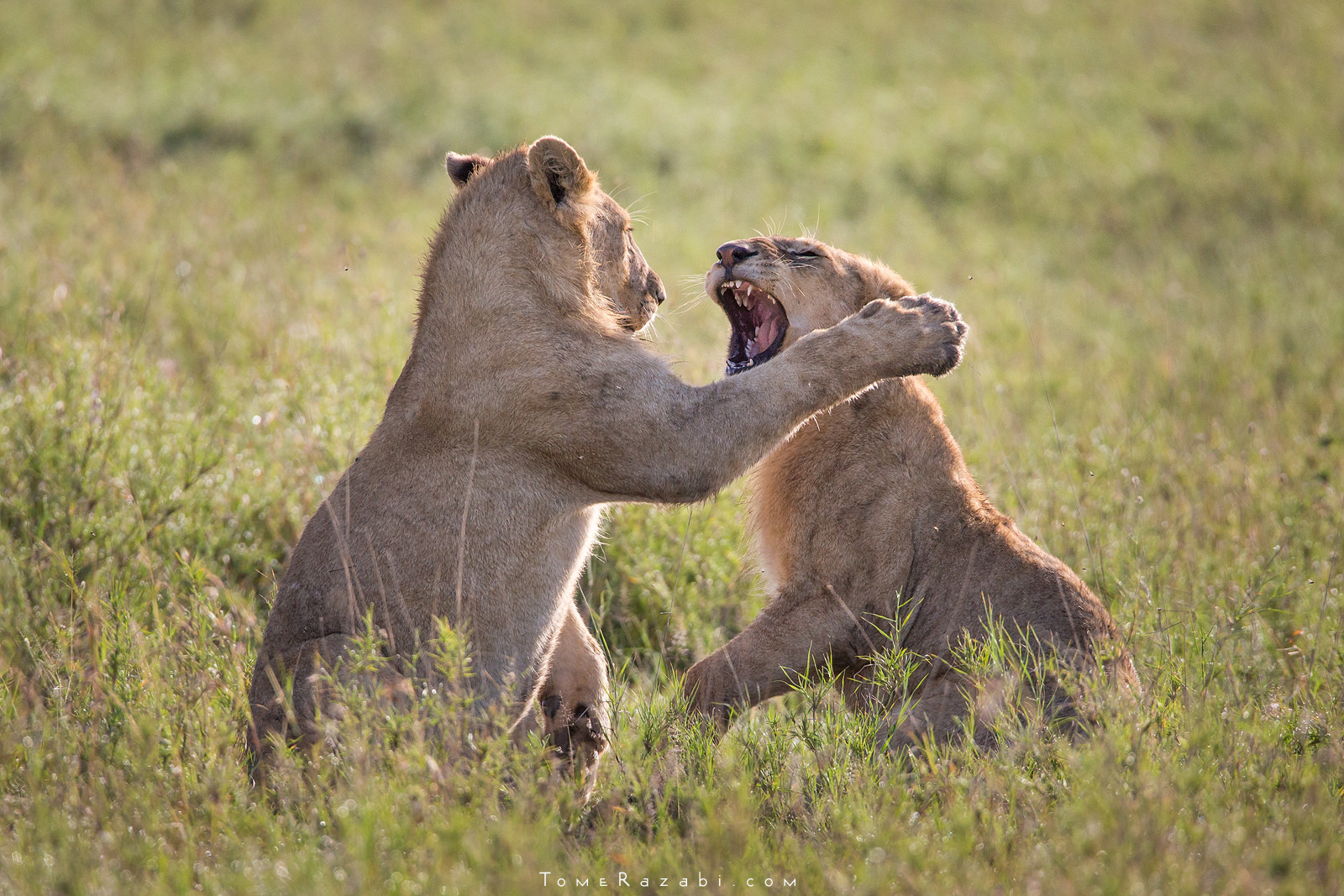 Photographing the 'Great Migration' in Tanzania | PetaPixel