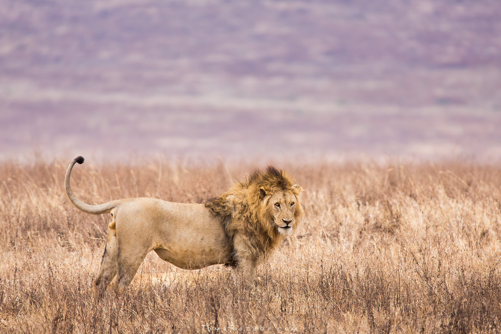 Photographing the 'Great Migration' in Tanzania | PetaPixel