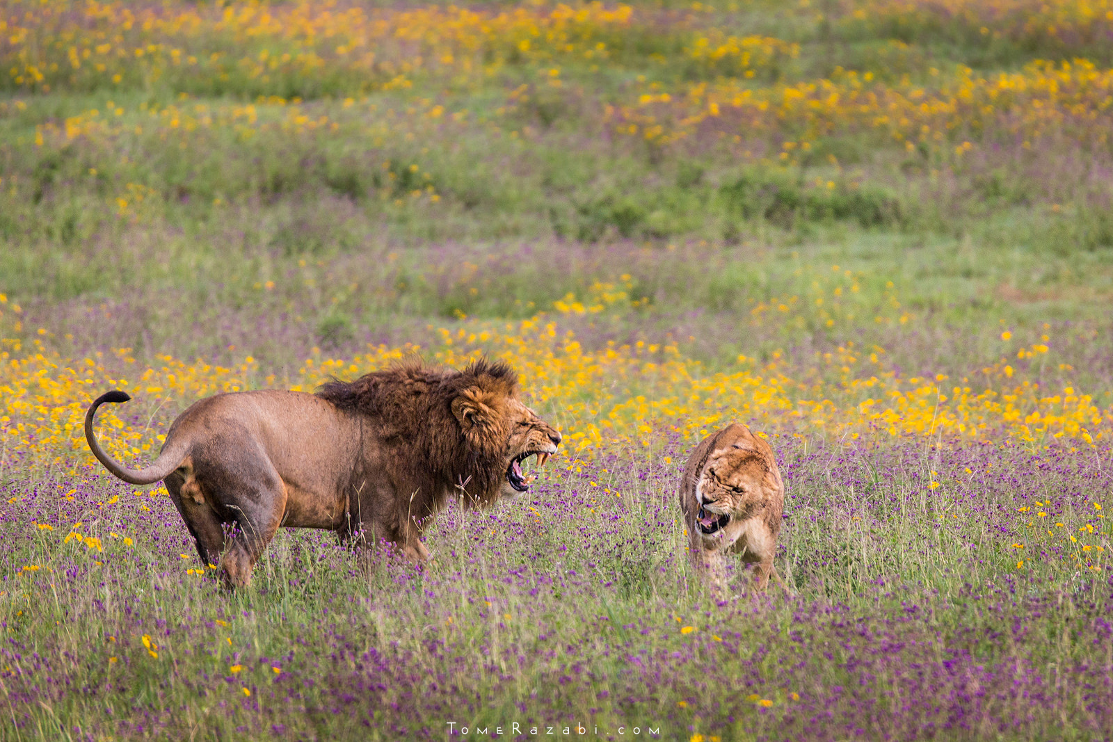 Photographing the 'Great Migration' in Tanzania | PetaPixel