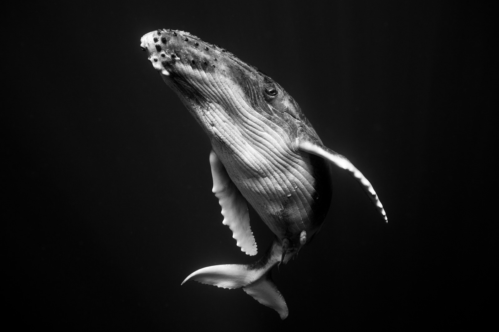 Giants: B&W Portraits That Capture the Beauty of Humpback Whales ...