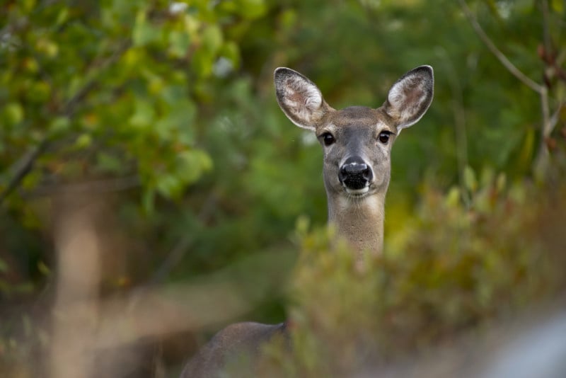 In Defense Of The Zoom Lens PetaPixel