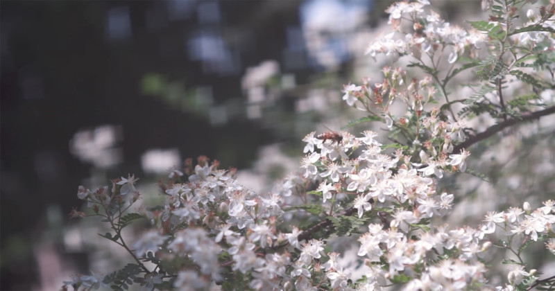 This Cheap, Weird Lens Produces Square Bokeh with Its Square Aperture ...