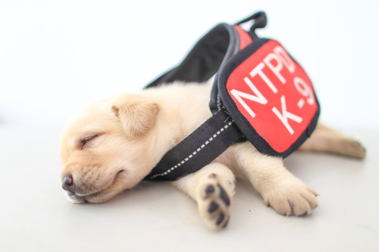 Stop in the Name of the Paw! New K-9 Recruits Pose for Adorable Photos ...