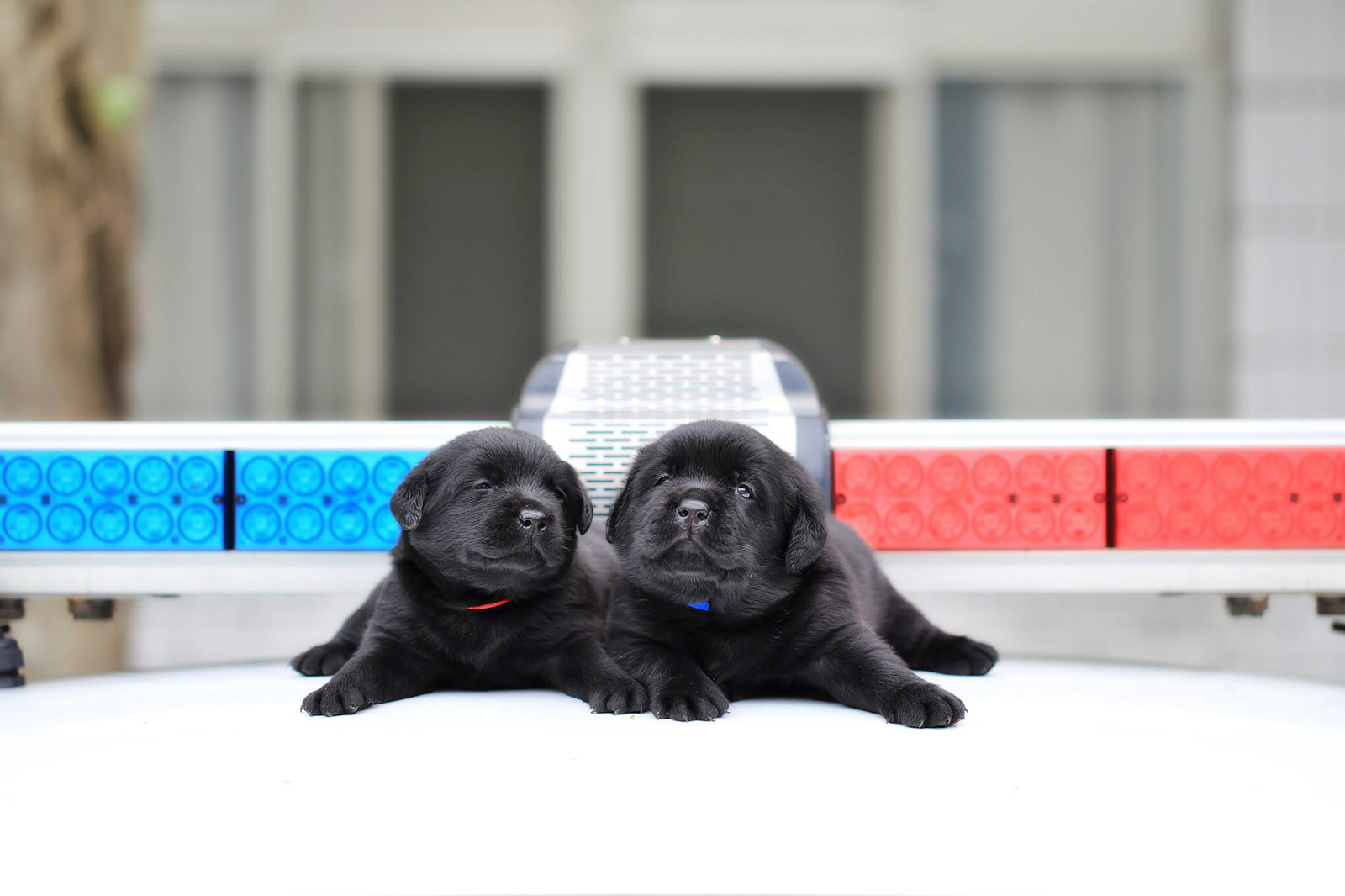 Stop in the Name of the Paw! New K-9 Recruits Pose for Adorable Photos ...