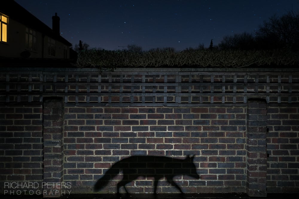 Camtraptions Unveils New PIR Motion Sensor for Wildlife Camera Trapping ...