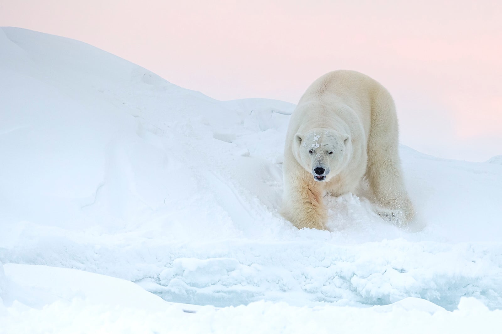 ‘Ghosts of the Arctic’: A Photographer Hunts for Photos in the Polar ...