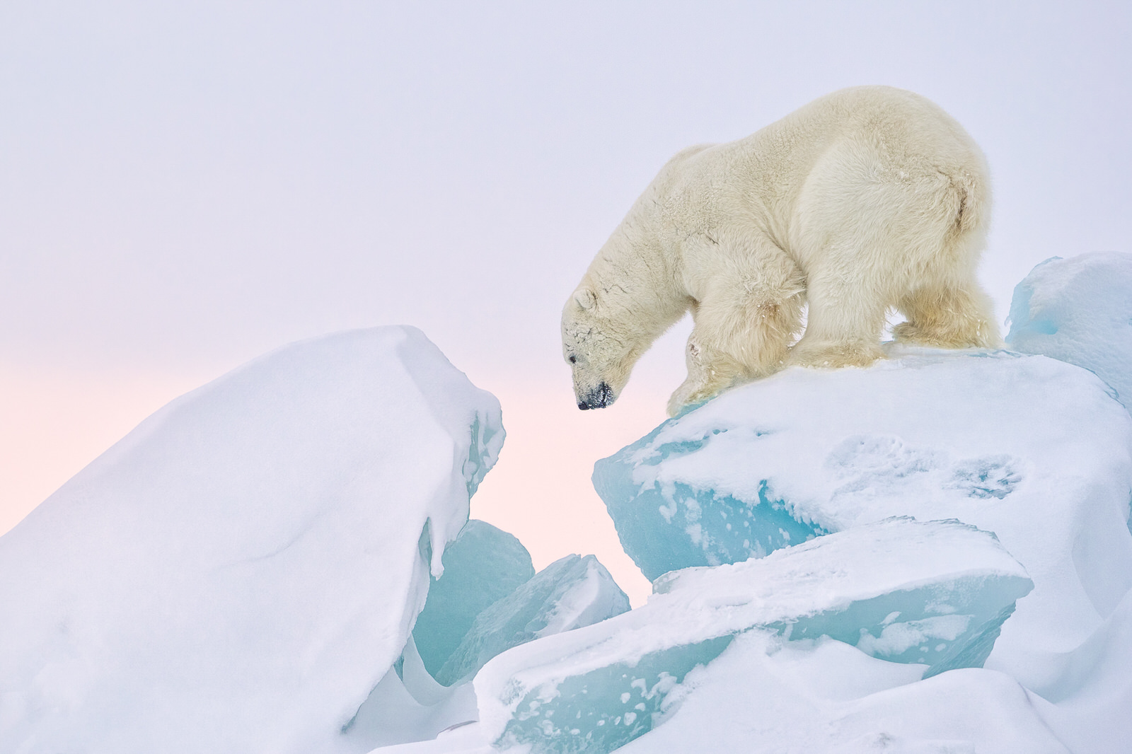 ‘Ghosts of the Arctic’: A Photographer Hunts for Photos in the Polar ...