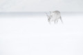 ‘Ghosts of the Arctic’: A Photographer Hunts for Photos in the Polar ...
