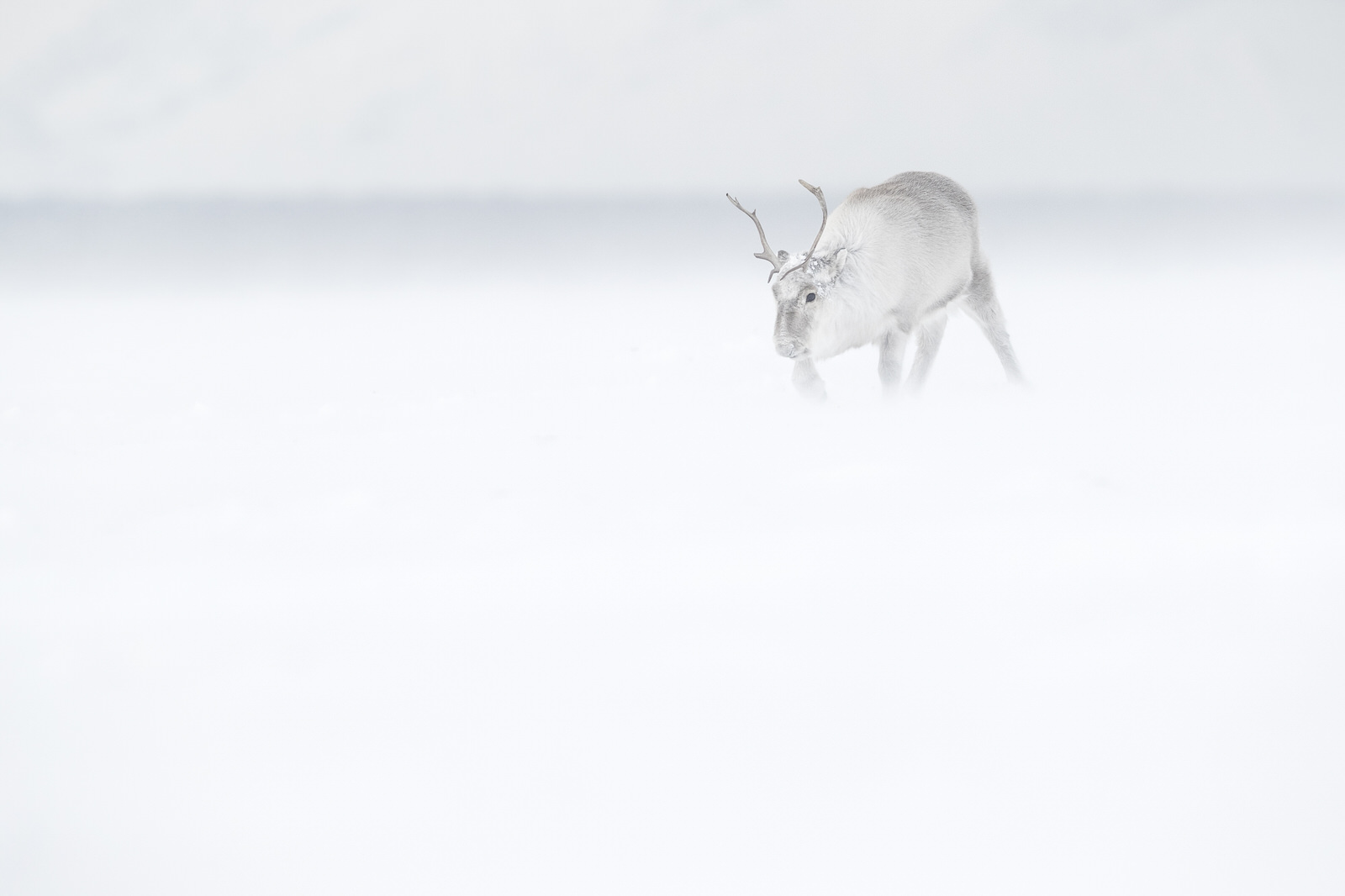 ‘Ghosts of the Arctic’: A Photographer Hunts for Photos in the Polar ...