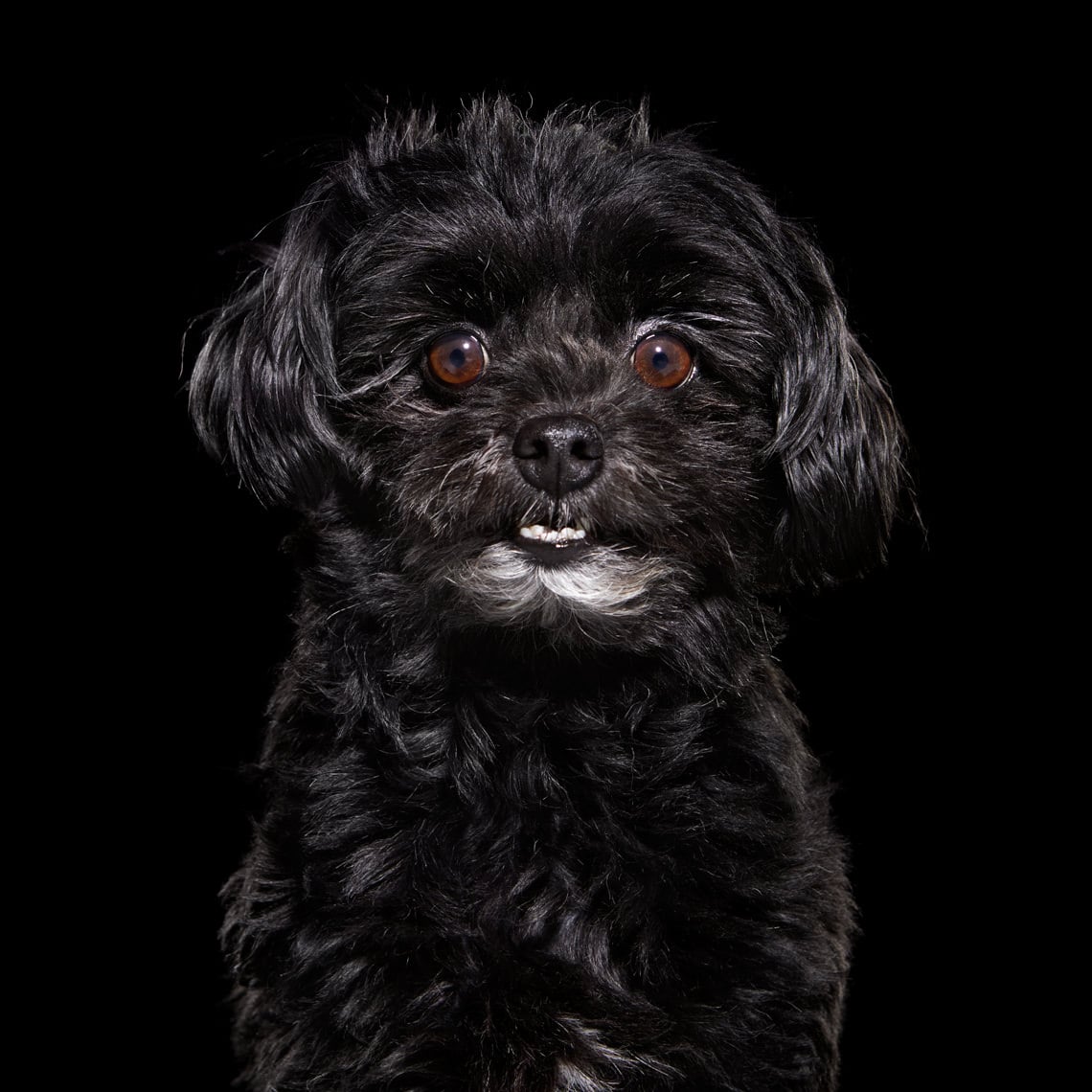 Portraits of the Overlooked Black Dogs at Animal Shelters | PetaPixel