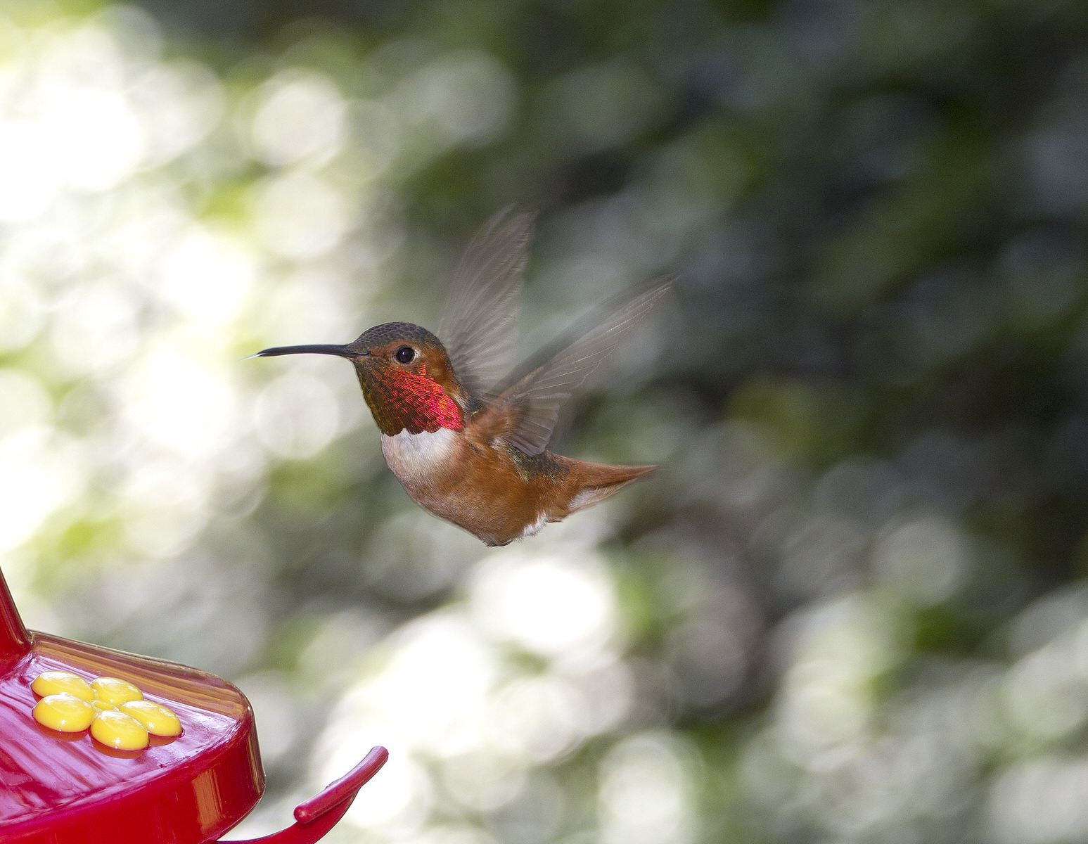 The Photographer Who's Friends with Over 200 Hummingbirds | PetaPixel