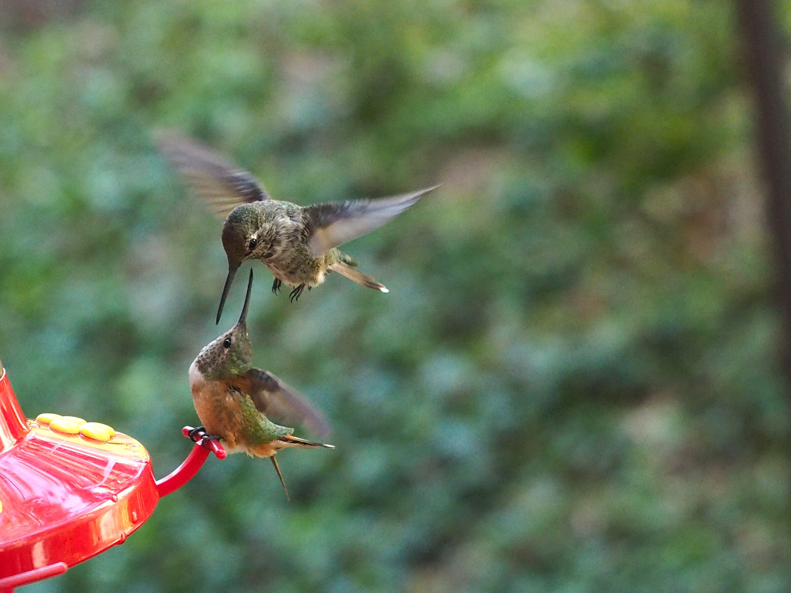 The Photographer Who's Friends with Over 200 Hummingbirds | PetaPixel