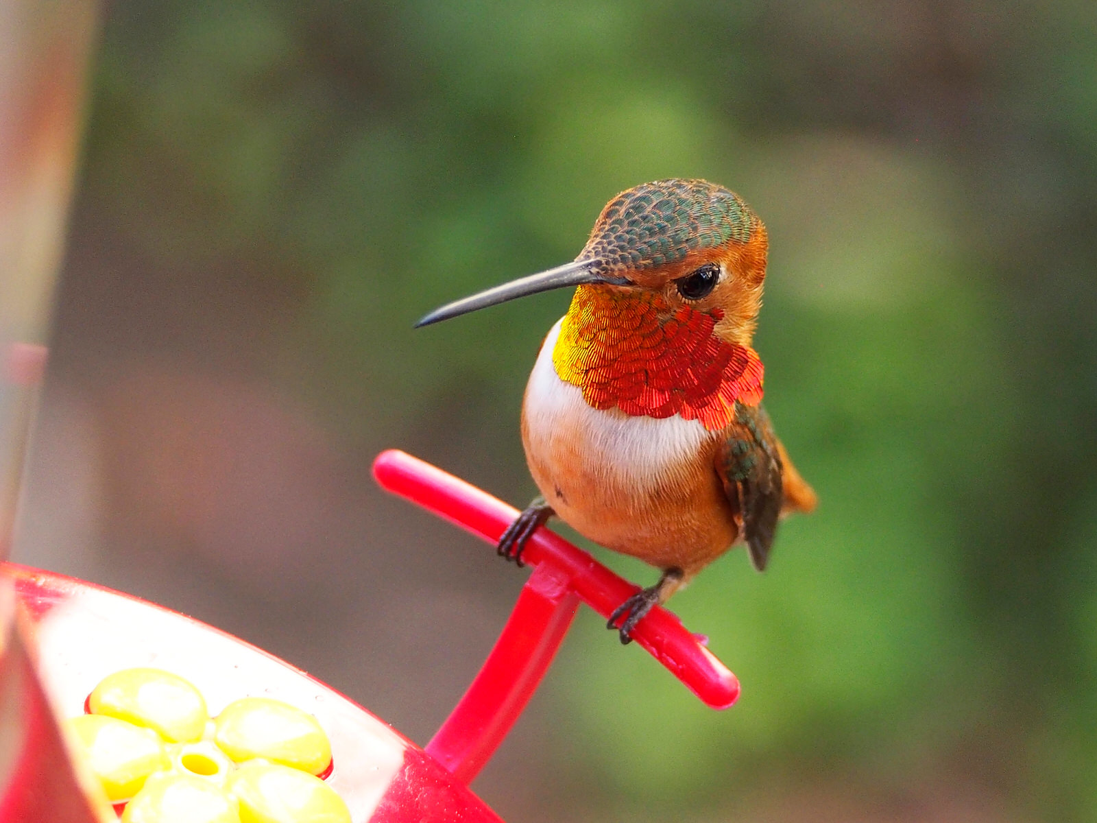 The Photographer Who's Friends with Over 200 Hummingbirds | PetaPixel
