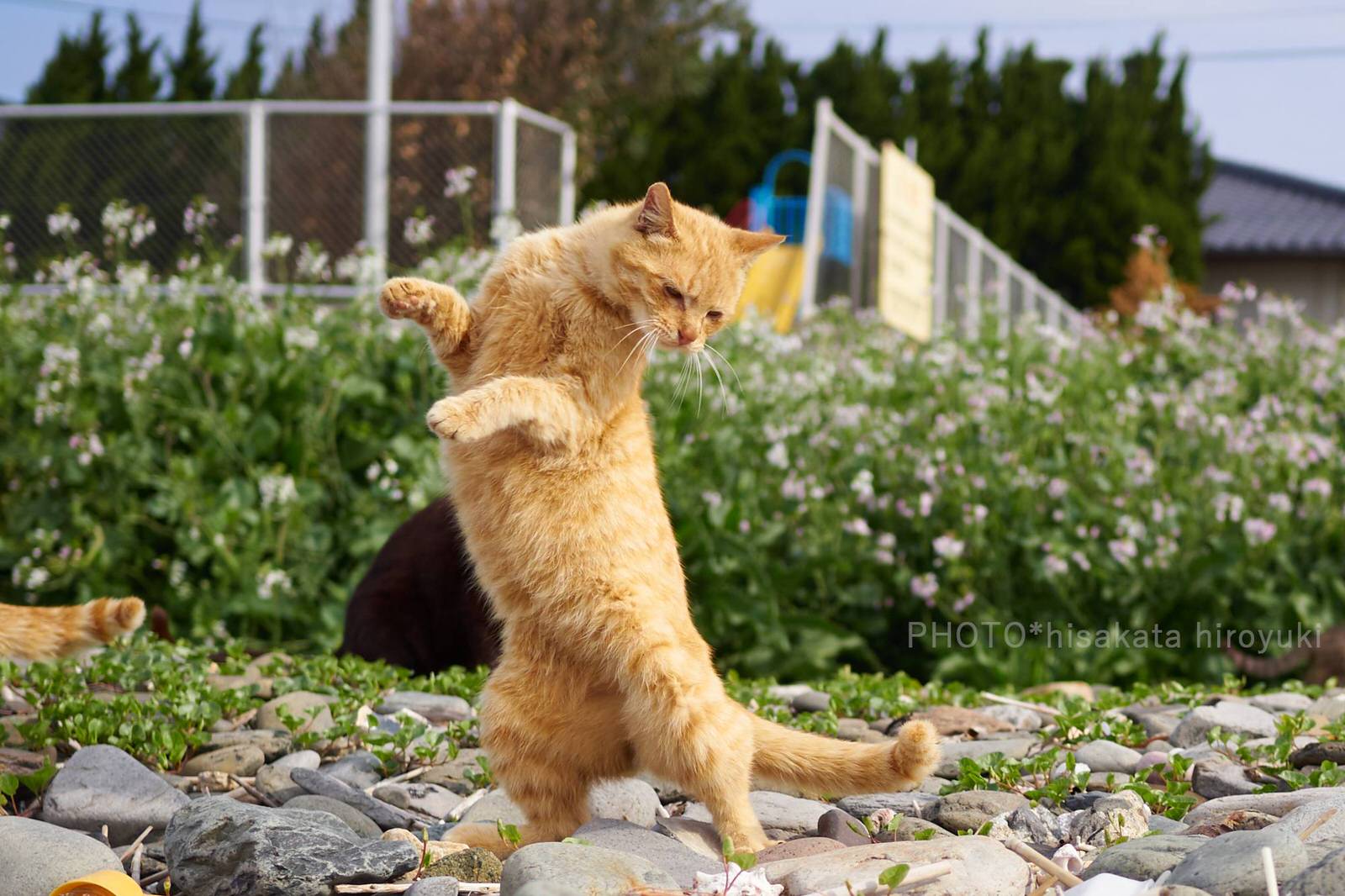 Photos of Cats Doing Martial Arts | PetaPixel