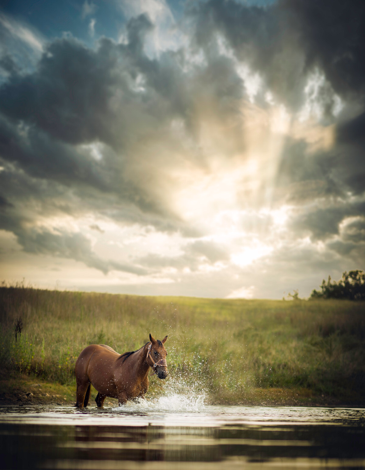 When a Portrait Photographer is Asked to Photograph a Horse... | PetaPixel
