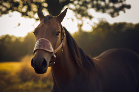 When a Portrait Photographer is Asked to Photograph a Horse... | PetaPixel