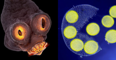 The 20 Best Microscope Photos from the 2017 Nikon Small World Contest ...