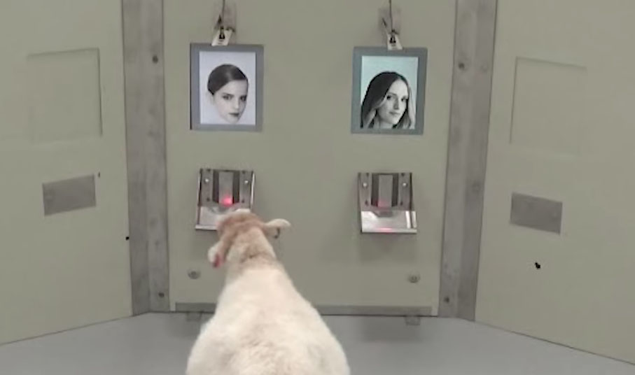 Sheep Can Recognize Celebrity Faces in Photos | PetaPixel