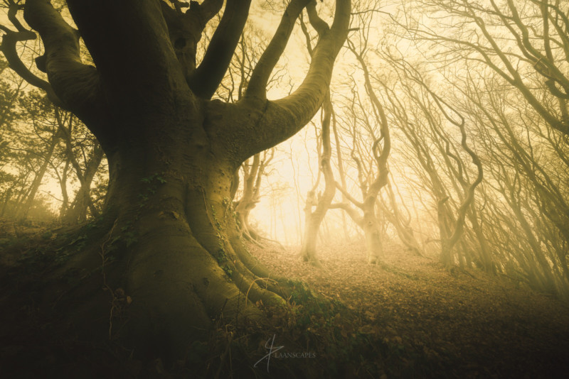 How to Shoot Epic Wide-Angle Photos of Trees | PetaPixel