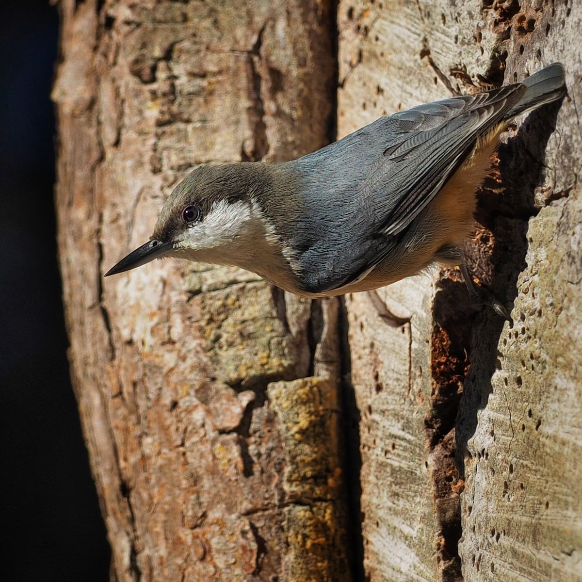5 Rules for Better Bird Photos, or: It's All About the Eyes | PetaPixel