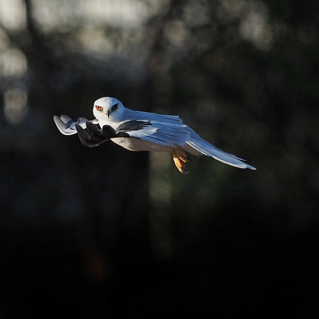 5 Rules for Better Bird Photos, or: It's All About the Eyes | PetaPixel