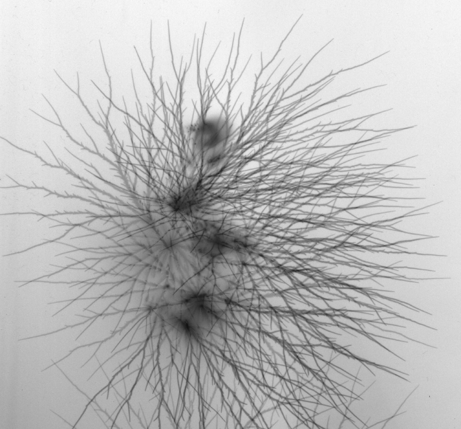 Zapping Film with Electricity: How to Make Spark Patterns in Photos ...