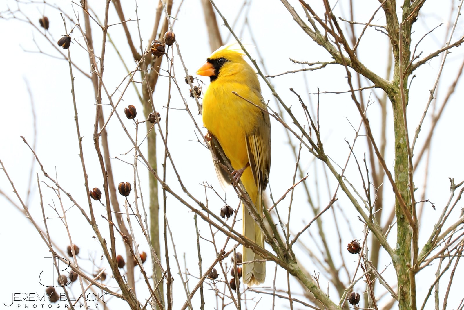 Photographer Spots 'One in a Million' Yellow Cardinal | PetaPixel