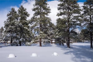 Fuji Raw Processors Compared: There's a Lot More To It Than Image ...